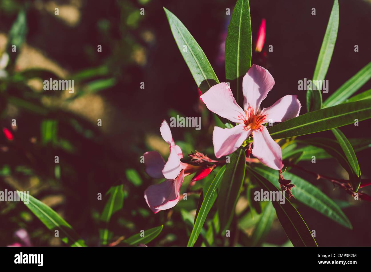 oleander plant with pink flowers outdoor in sunny backyard, close-up ...