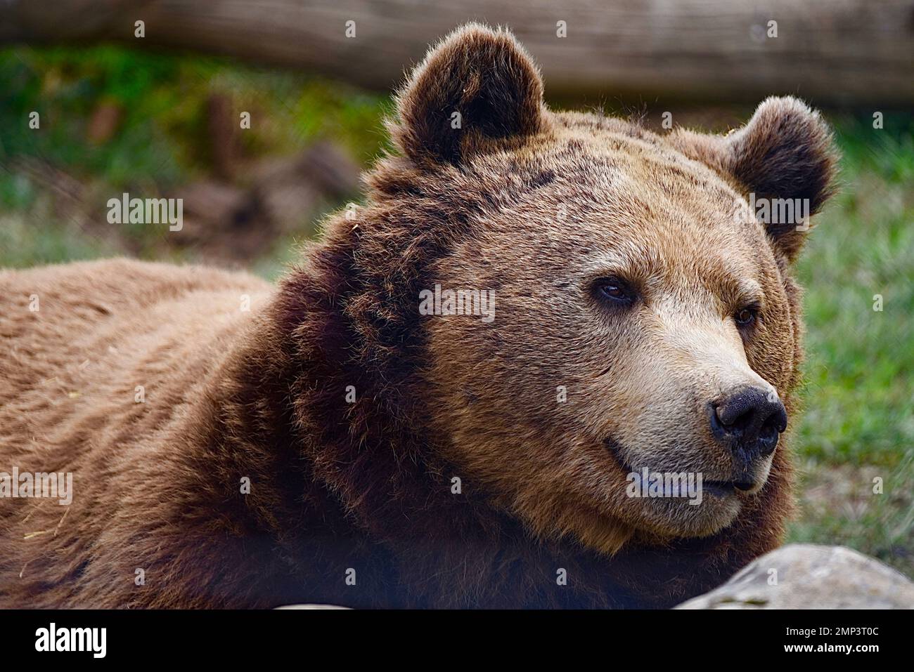 Chilling bear hi-res stock photography and images - Alamy