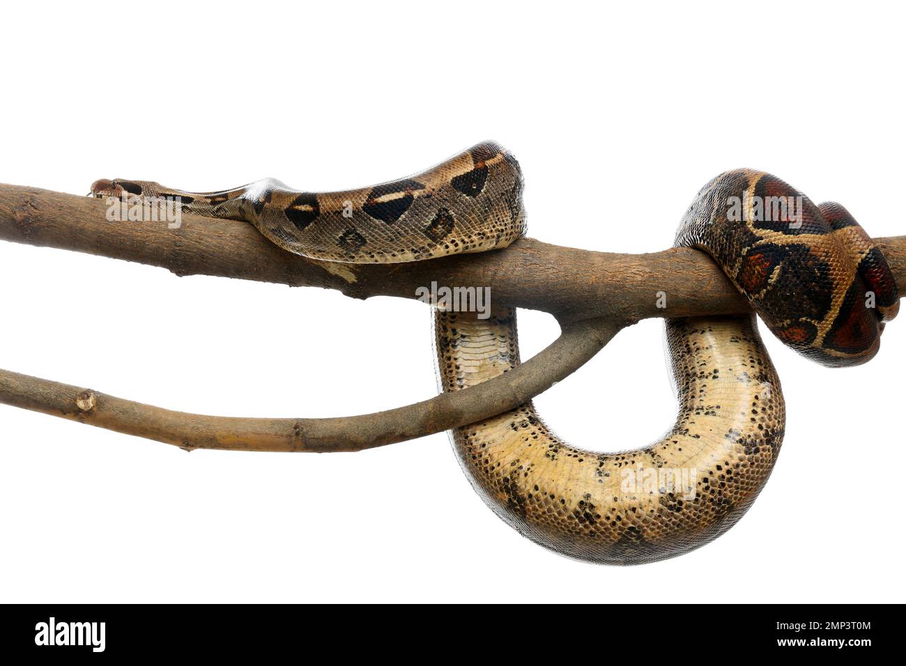 Brown boa constrictor on tree branch against white background Stock ...