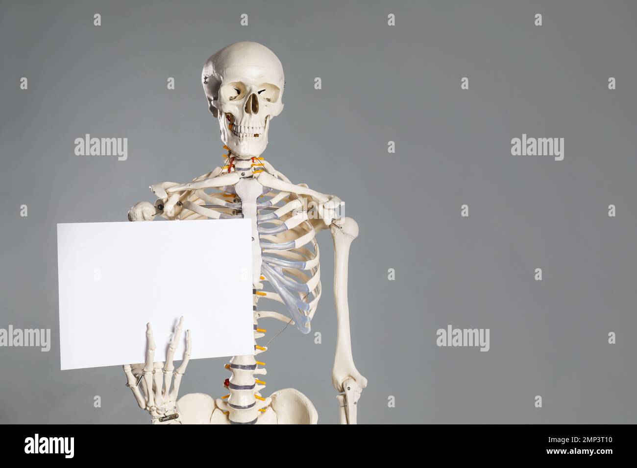 Artificial human skeleton model with blank paper sheet on grey ...