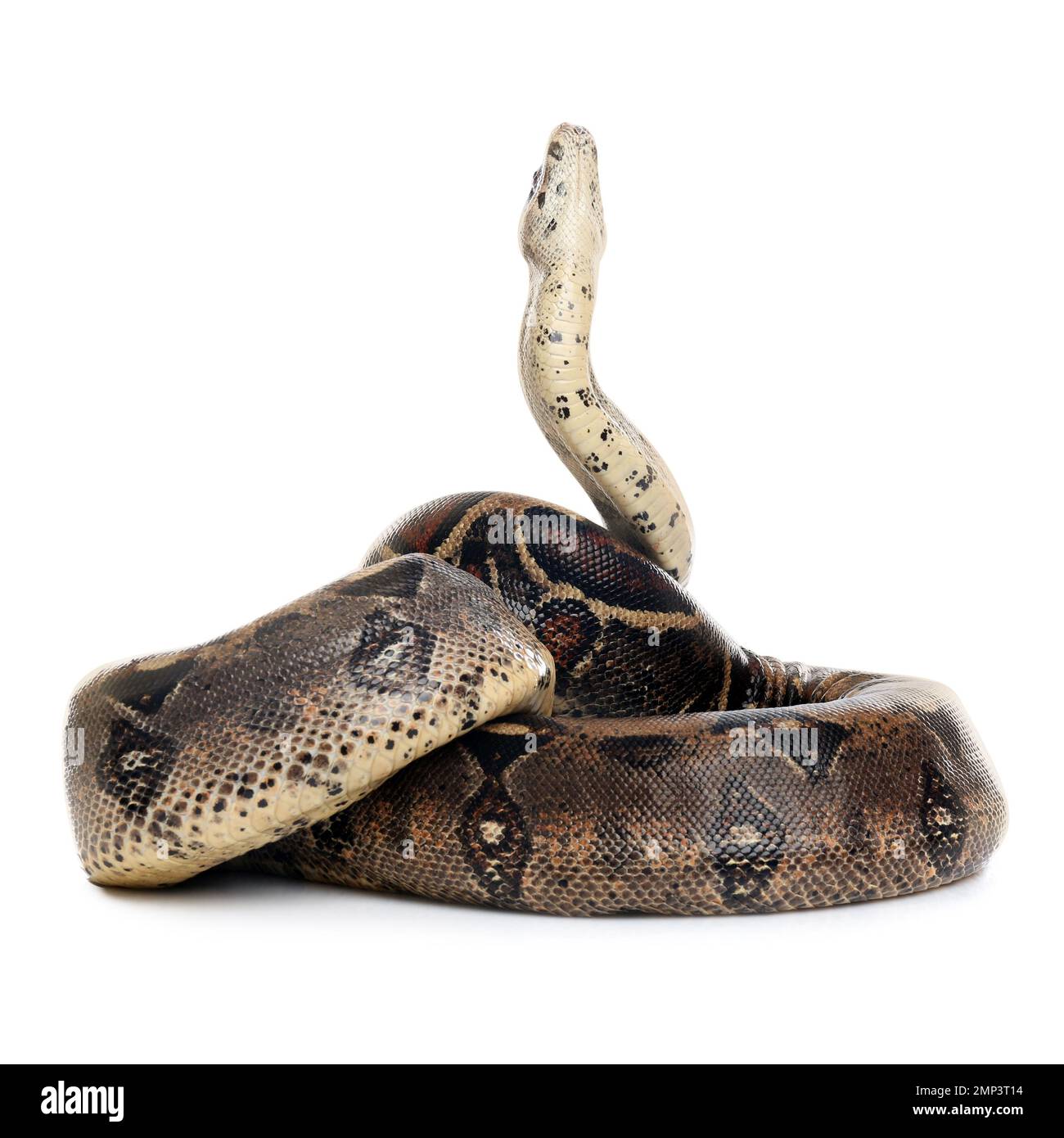 Brown boa constrictor on white background. Exotic snake Stock Photo - Alamy