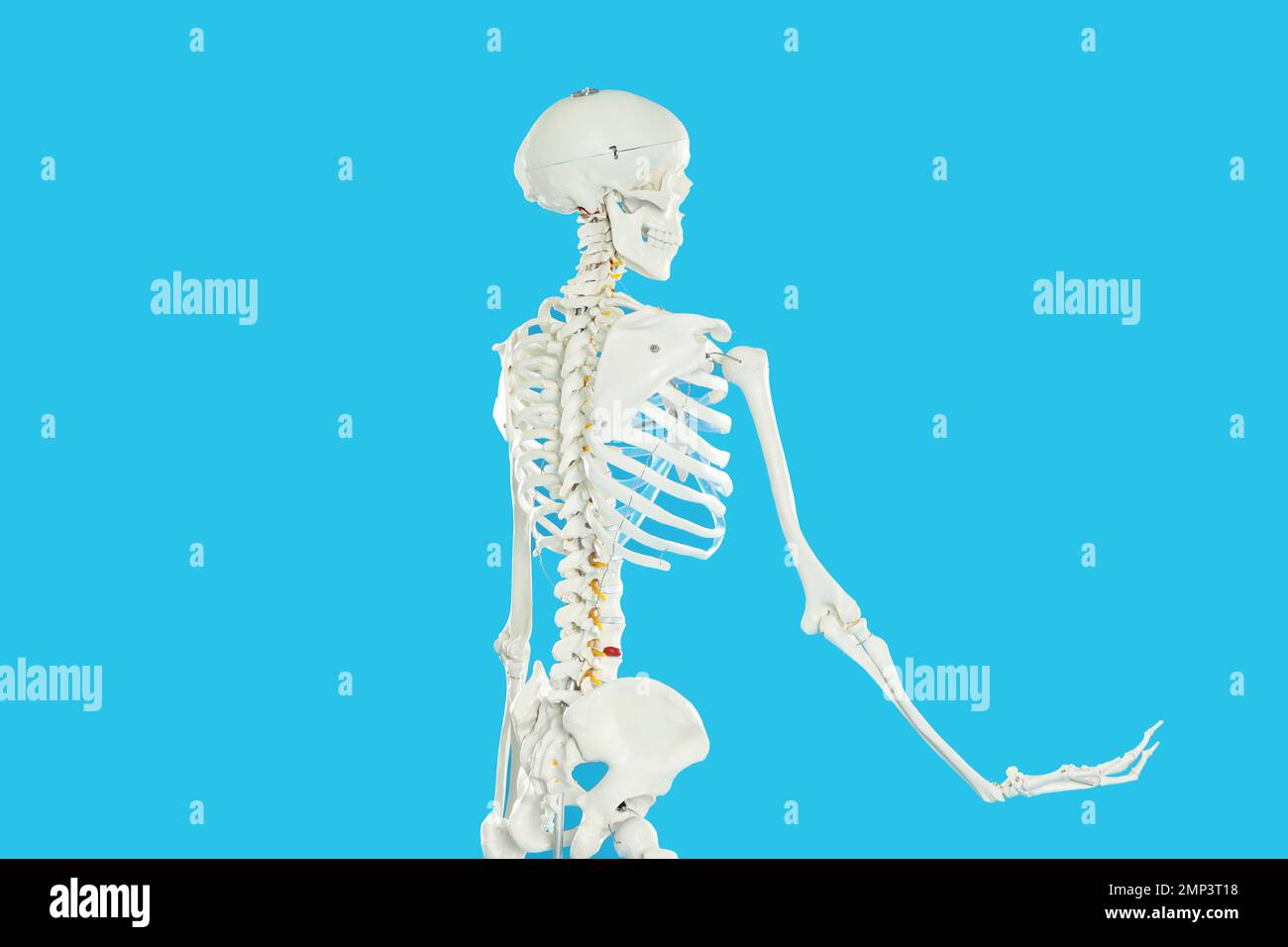 Artificial human skeleton model on blue background Stock Photo - Alamy