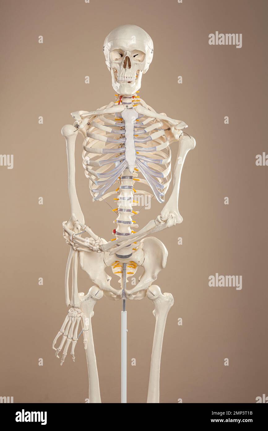 Artificial human skeleton model on beige background Stock Photo - Alamy