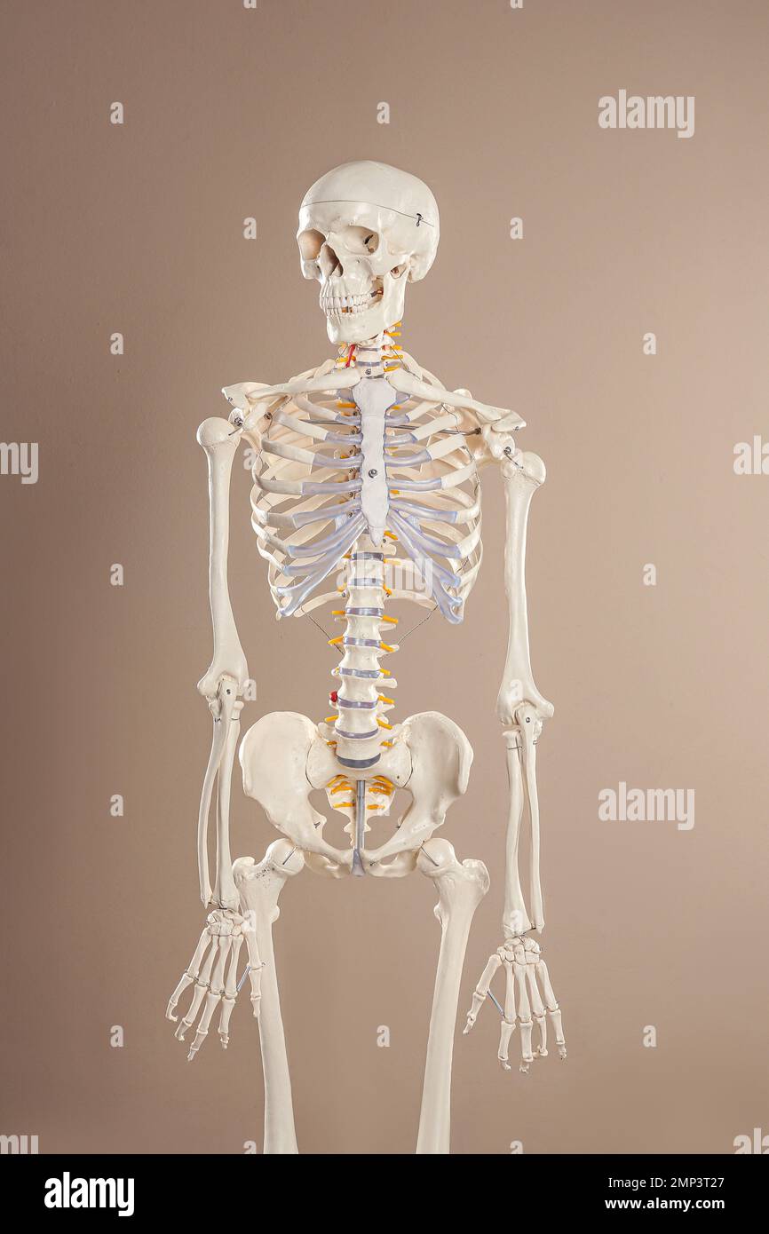 Artificial human skeleton model on beige background Stock Photo - Alamy