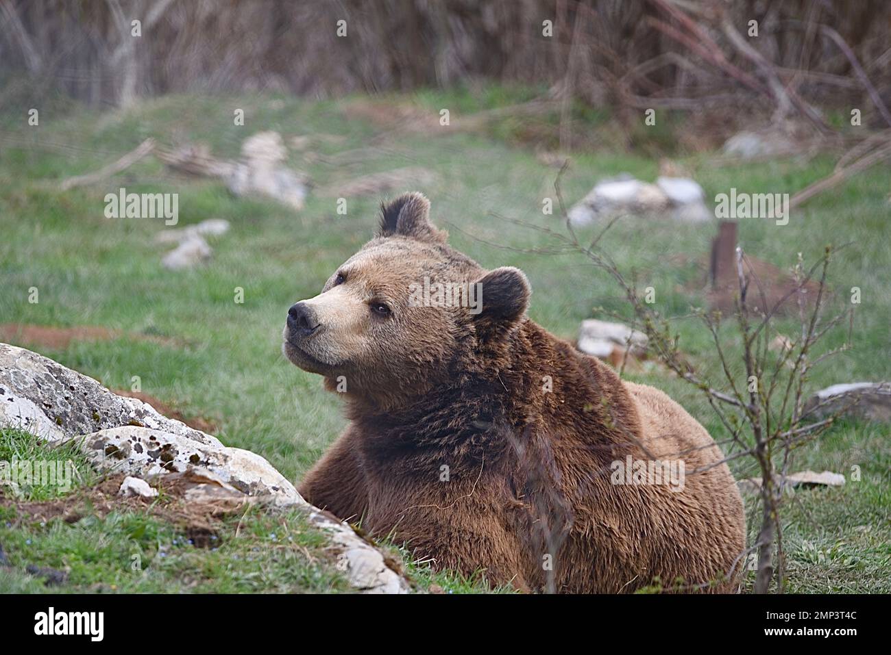 Close up bears in a reserve in Croatia during winter time Stock Photo ...