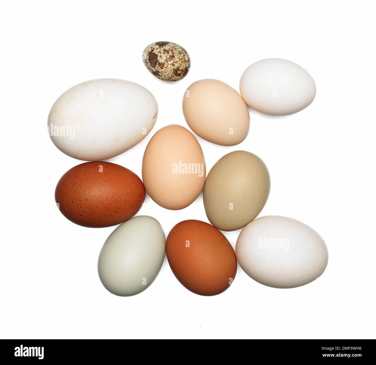 duck, quail,, animal, nature, natural, farm, chicken, shell, isolated ...