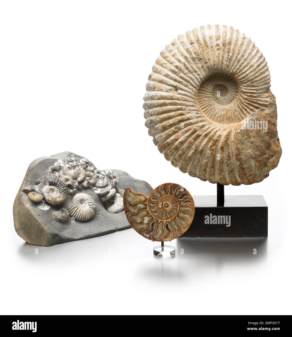 Ammonite fossils hi-res stock photography and images - Alamy