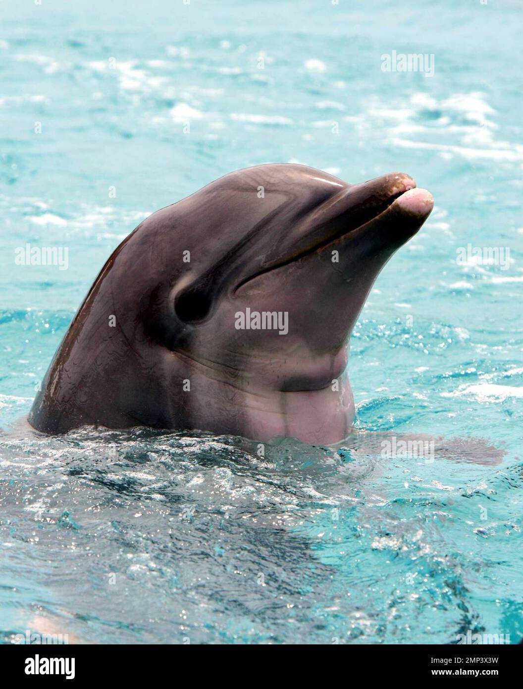 Exclusive!! General view of a dolphin at Dolphin Cay at Atlantis ...