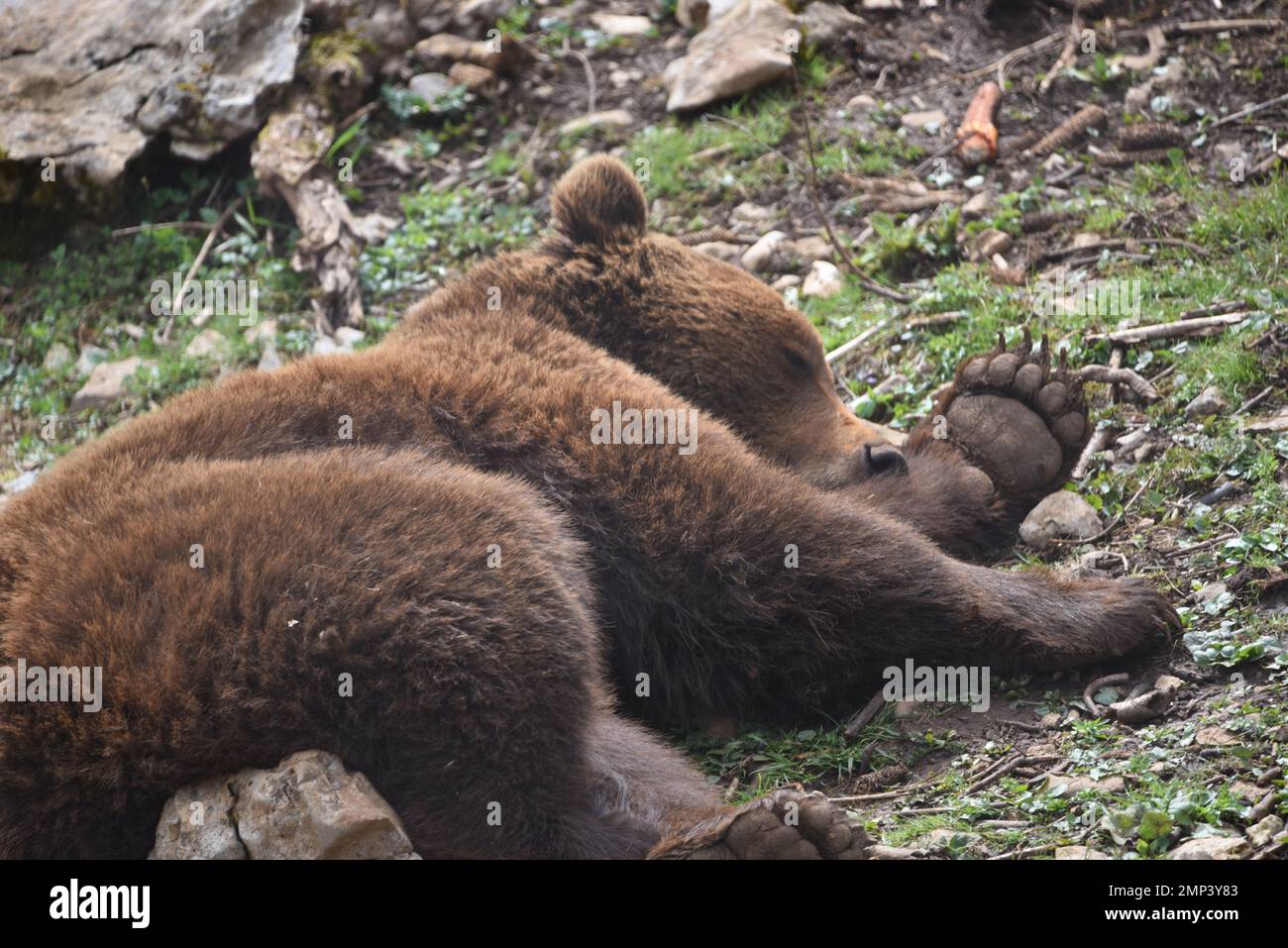 Bear 4k hi-res stock photography and images - Alamy