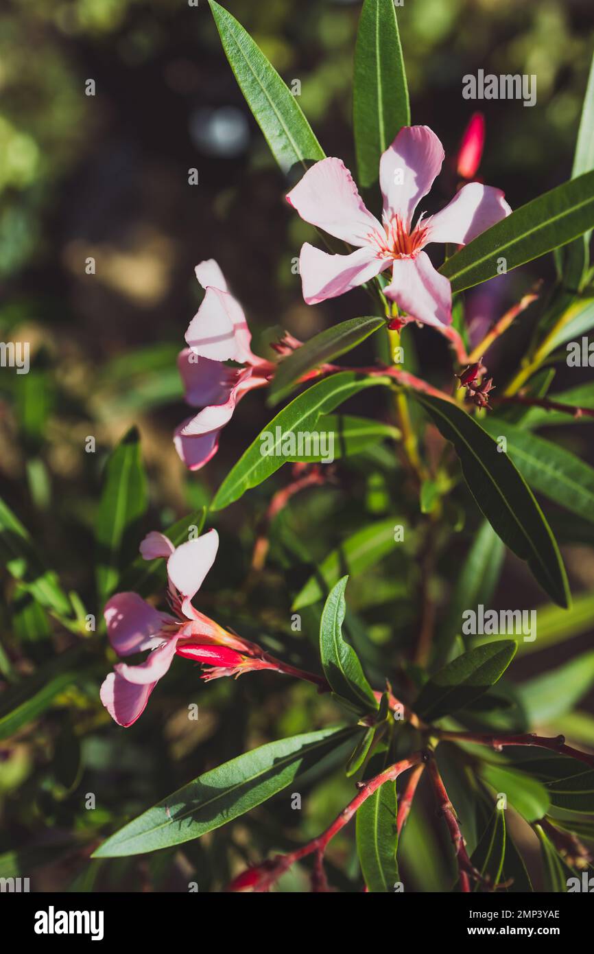 oleander plant with pink flowers outdoor in sunny backyard, close-up ...
