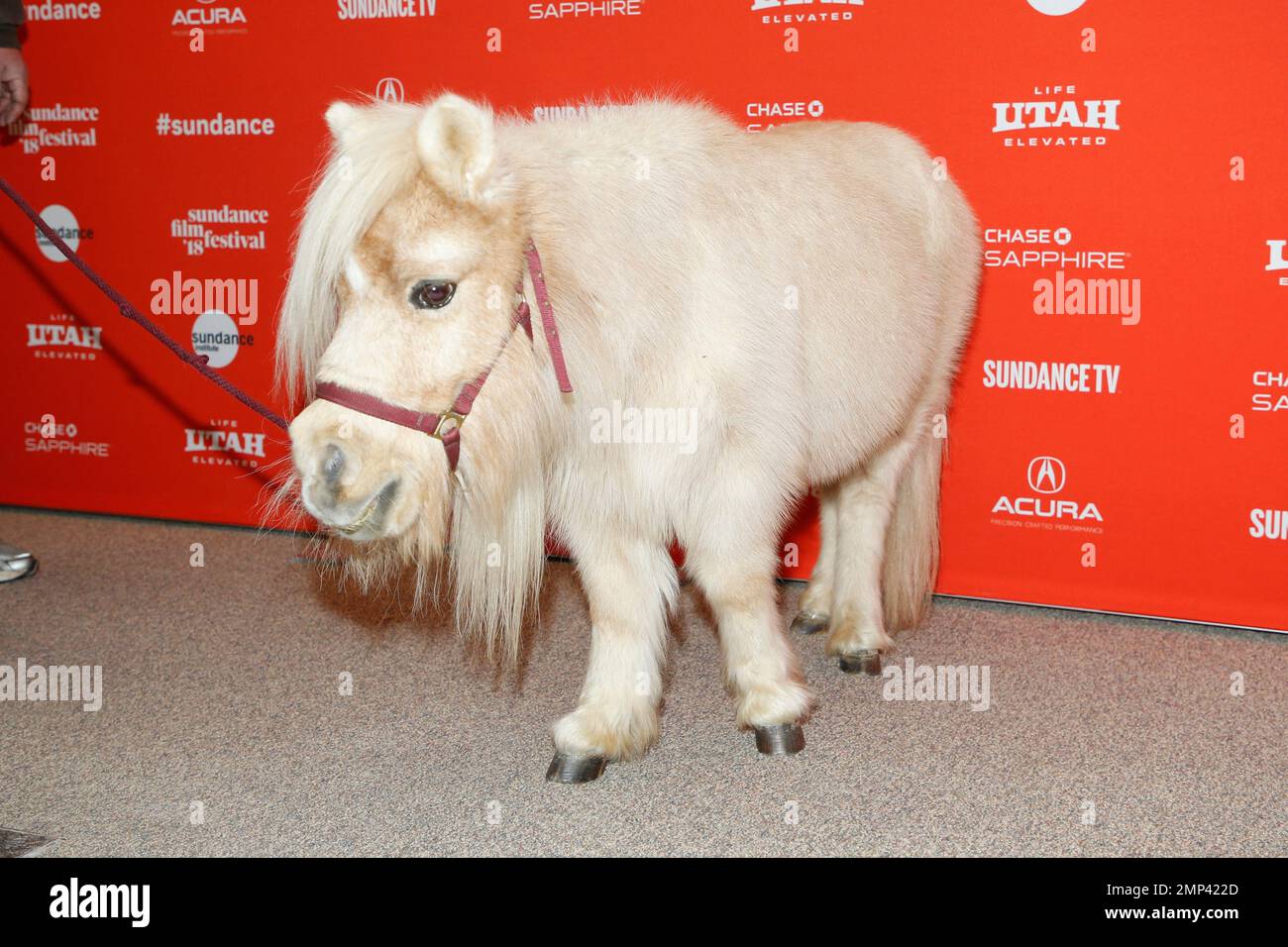 A Miniature horse named Daisy, who appears in the film as a character ...