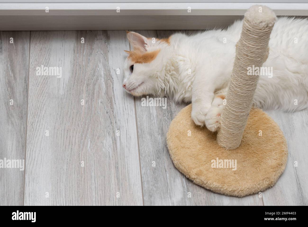 the cat is lying on the floor near the scratching post. cat near the ...