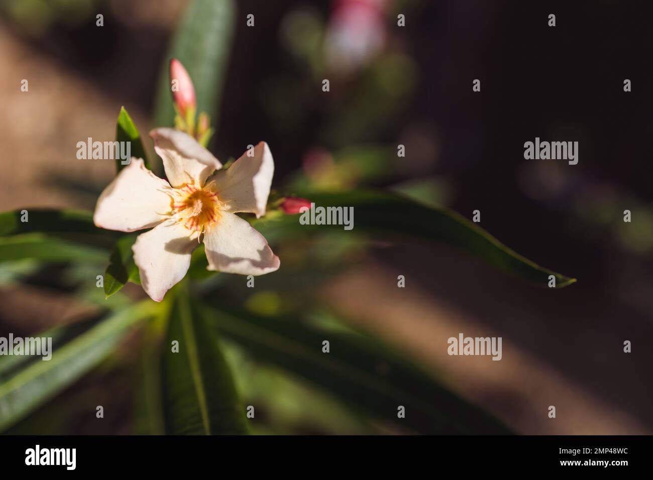 oleander plant with light pink flowers outdoor in sunny backyard, close ...