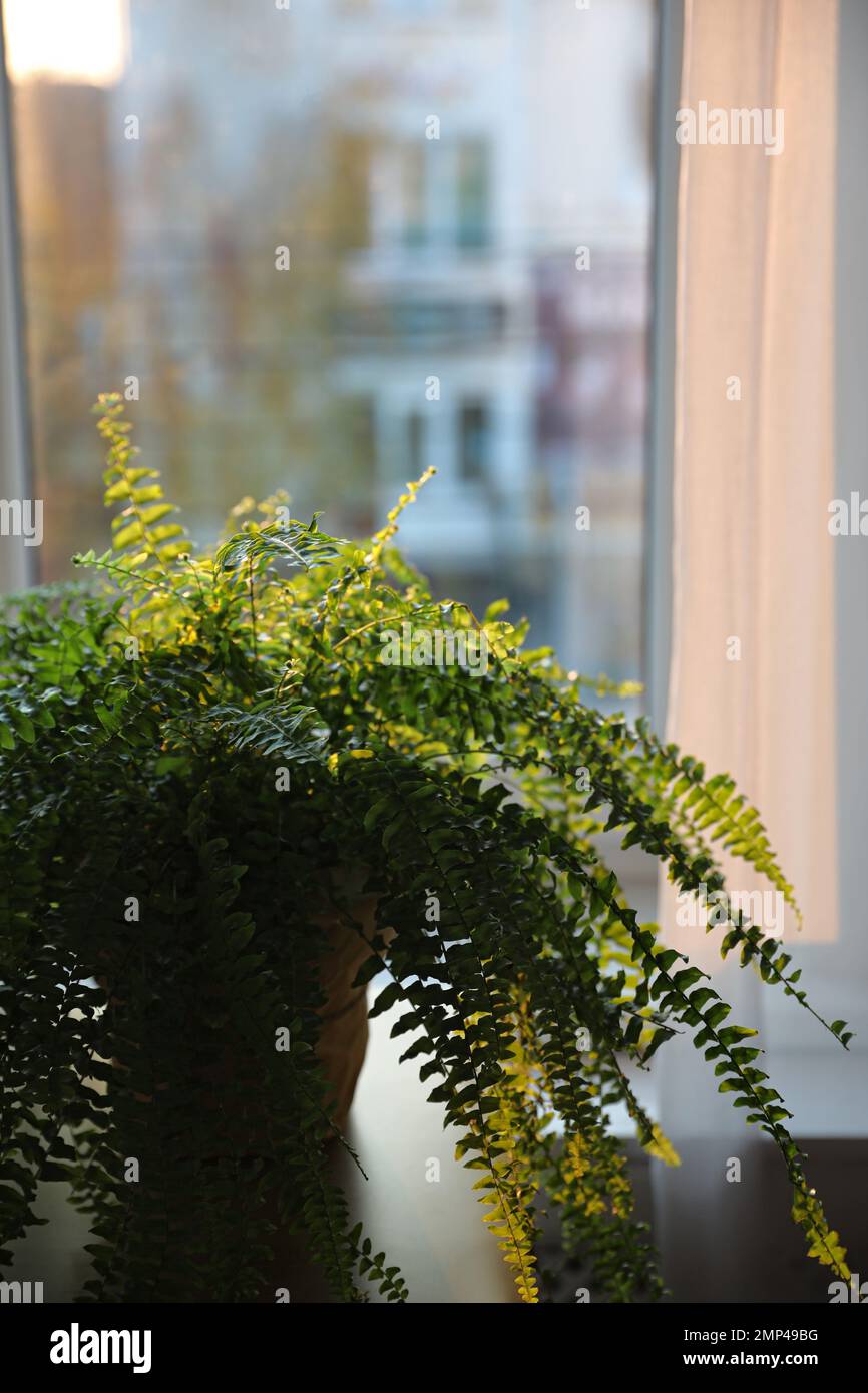 Fern simple hi-res stock photography and images - Alamy