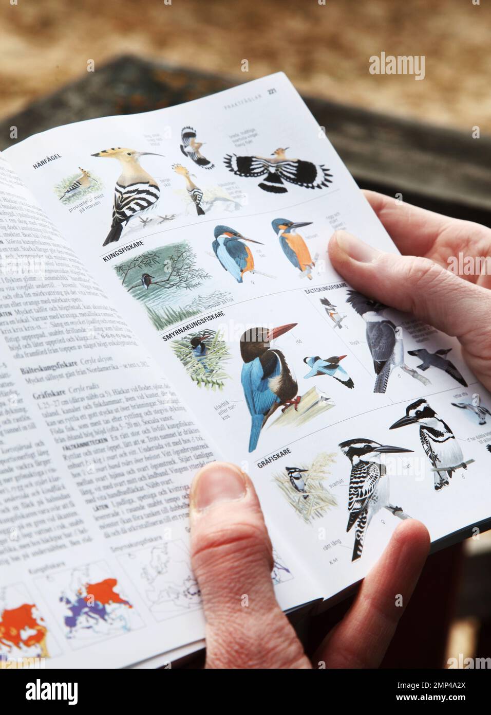 Someone looking in a bird book Stock Photo - Alamy