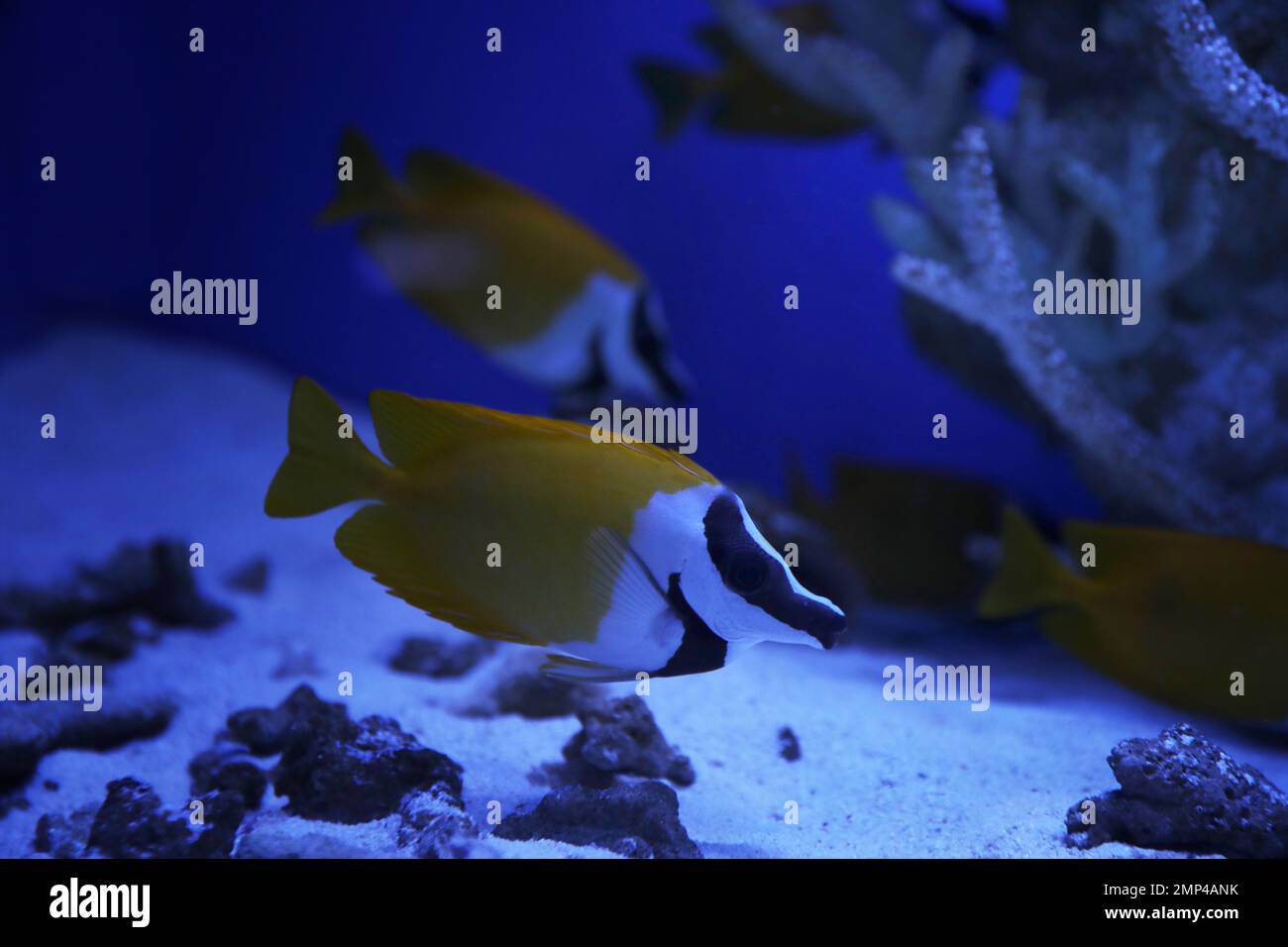Beautiful yellow longnose butterfly fish in clear toned blue aquarium ...