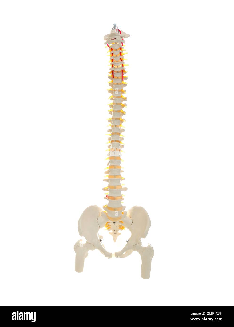 Human spine model hi-res stock photography and images - Alamy