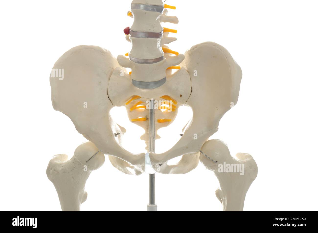 Artificial human skeleton model isolated on white, closeup Stock Photo ...