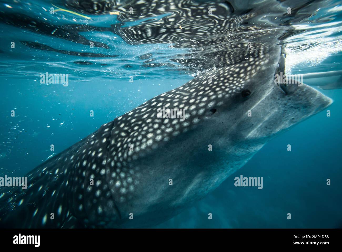 Whale Shark floats to the surface of the water Stock Photo - Alamy
