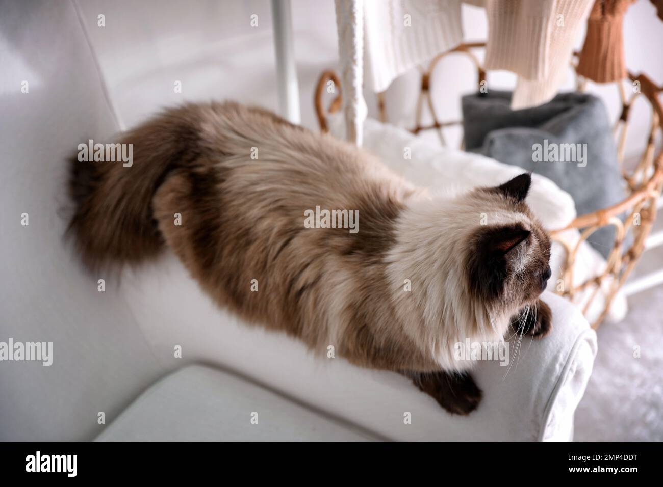 Cute Balinese cat on armchair at home. Fluffy pet Stock Photo - Alamy