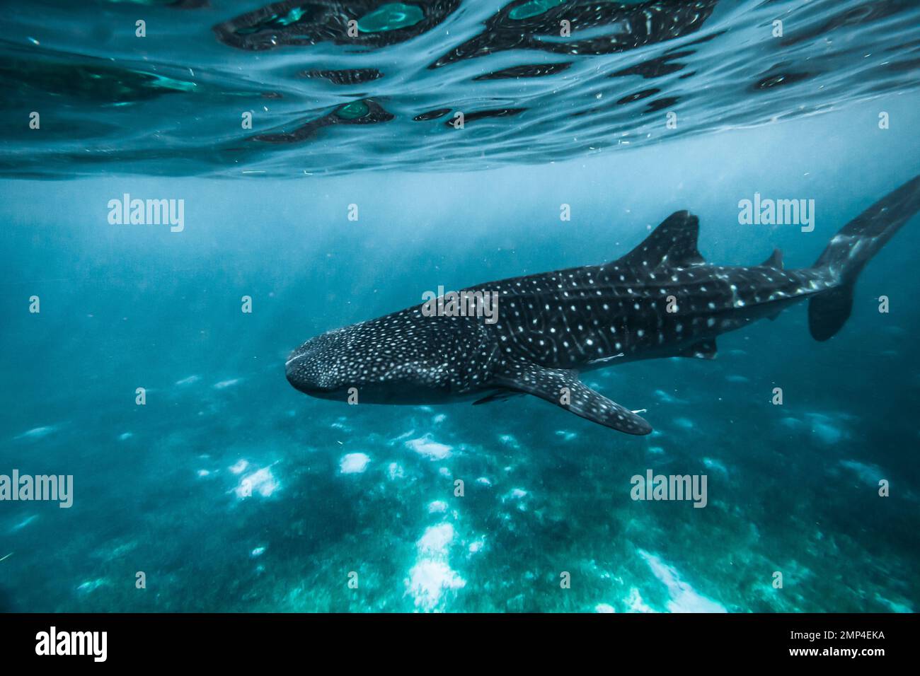 Whale shark in the ocean in Oslob, Phillippines Stock Photo - Alamy
