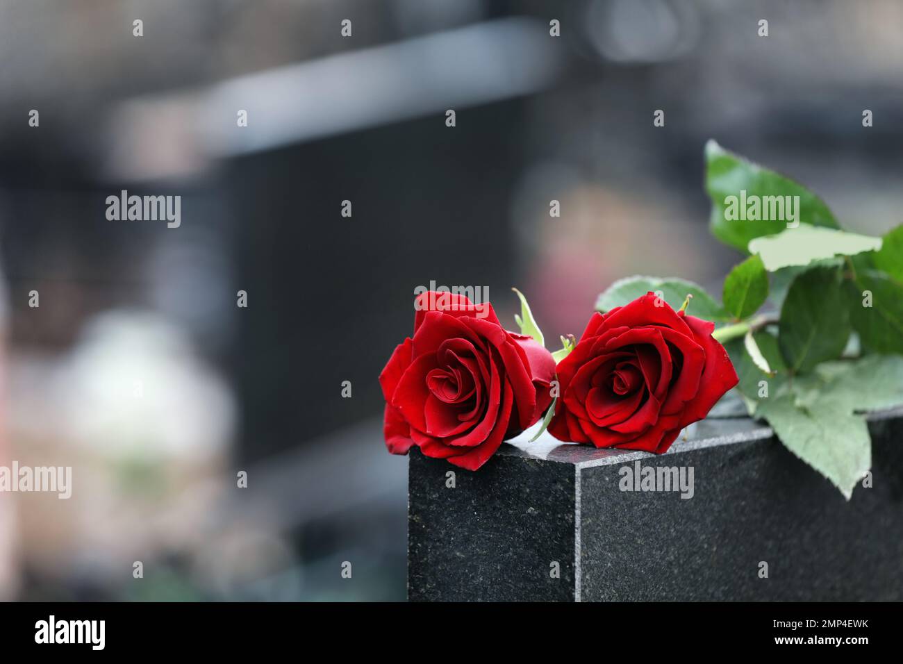 Red roses on black granite tombstone outdoors, space for text. Funeral ...