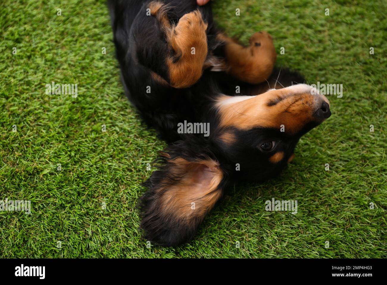 Cute dog relaxing on grass outdoors, above view. Friendly pet Stock ...