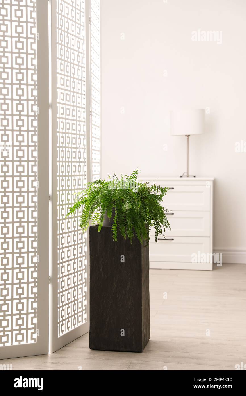 Large pot with plant at home. Element of interior design Stock Photo ...