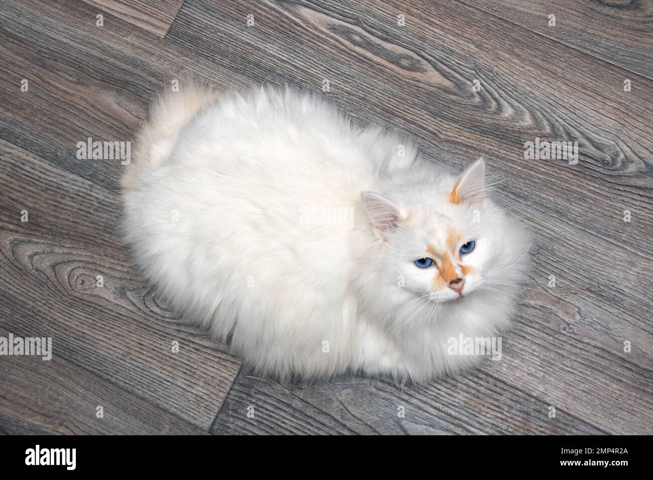 White cat angora with red spots close up Stock Photo - Alamy