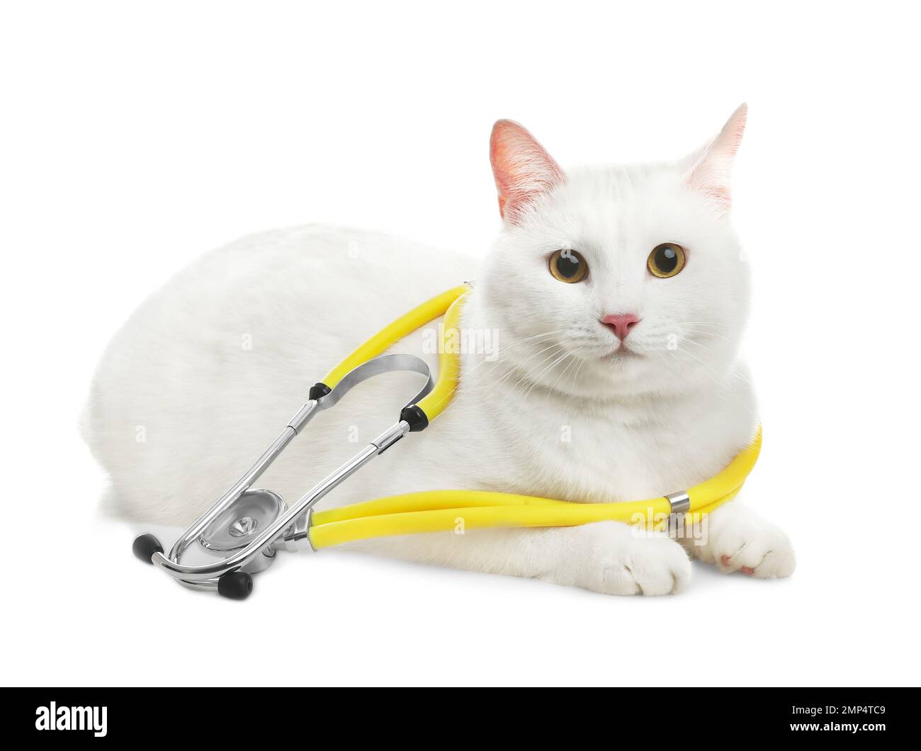 Cute cat with stethoscope as veterinarian on white background Stock ...