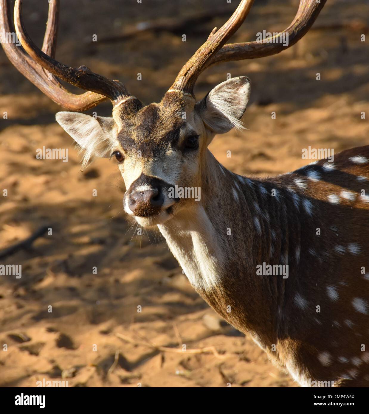Preety animal hi-res stock photography and images - Alamy