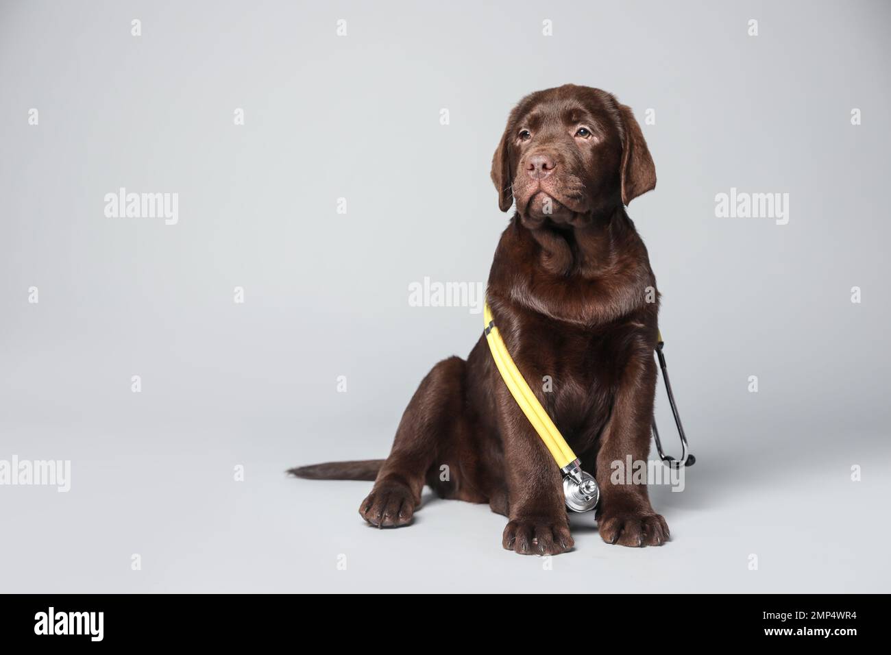 Cute Labrador dog with stethoscope as veterinarian on light grey ...