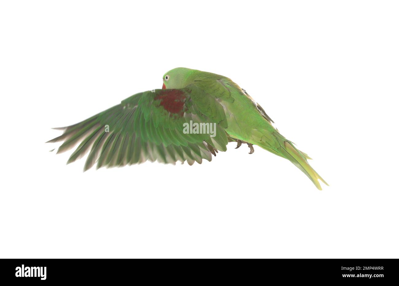 Beautiful Alexandrine parakeet flying isolated on white Stock Photo - Alamy