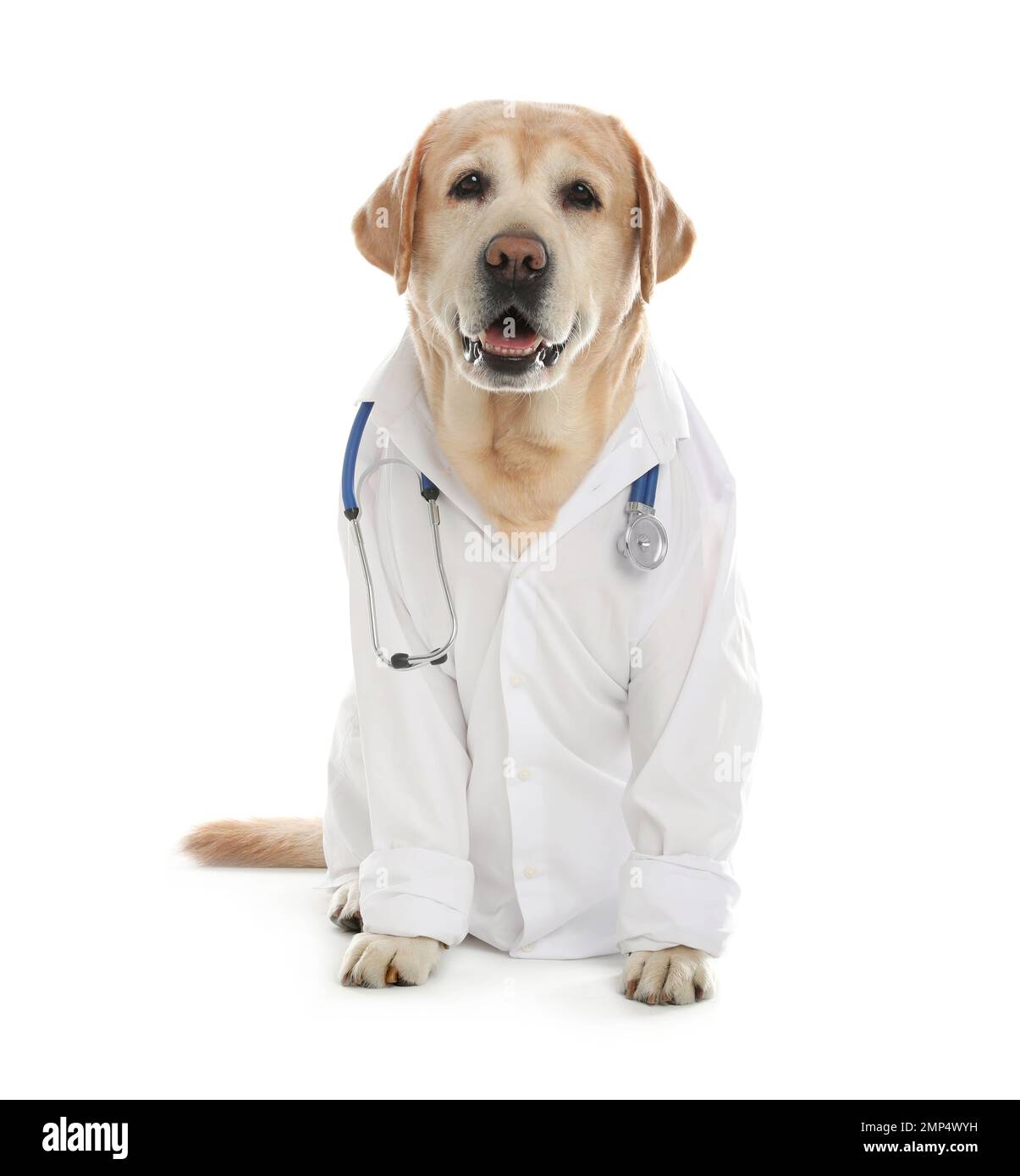 Cute Labrador dog in uniform with stethoscope as veterinarian on white ...