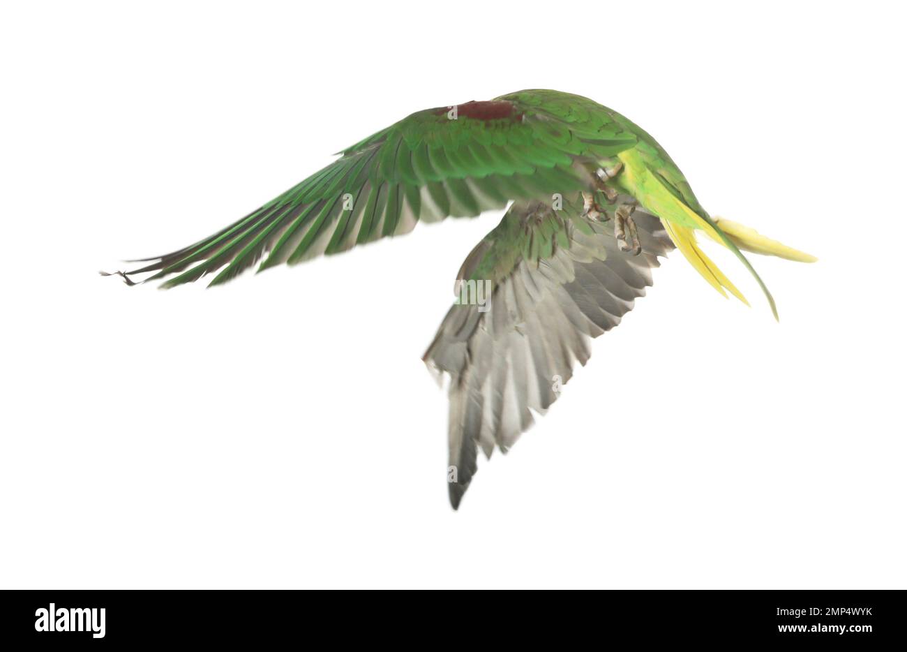 Beautiful Alexandrine parakeet flying isolated on white Stock Photo - Alamy