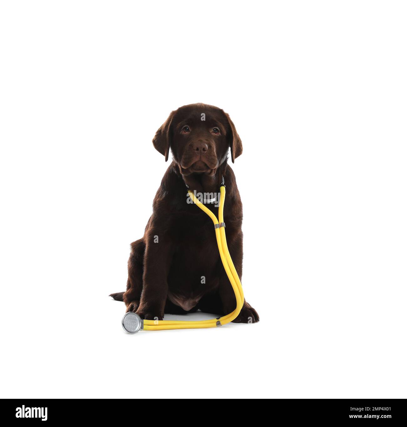 Cute Labrador dog with stethoscope as veterinarian on white background ...
