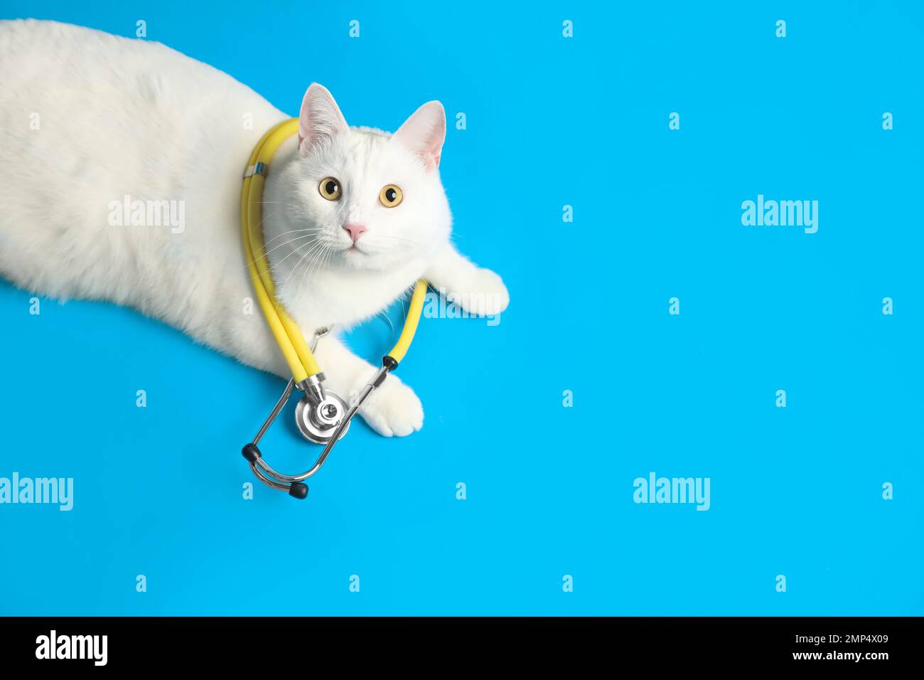 Cute cat with stethoscope as veterinarian on light blue background ...