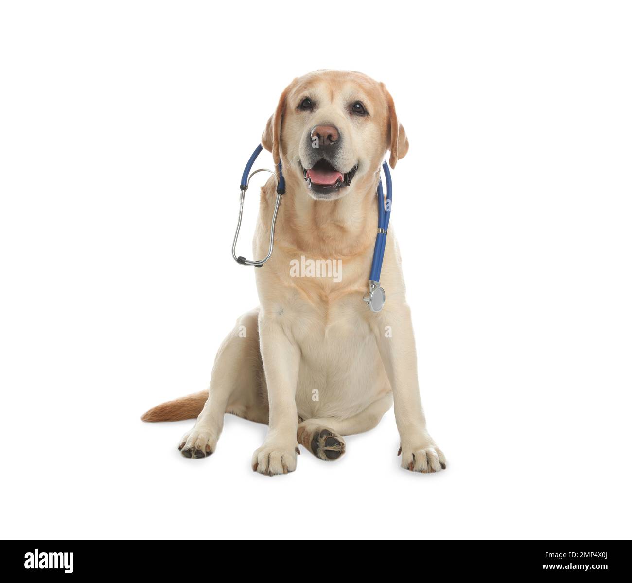 Cute Labrador dog with stethoscope as veterinarian on white background ...