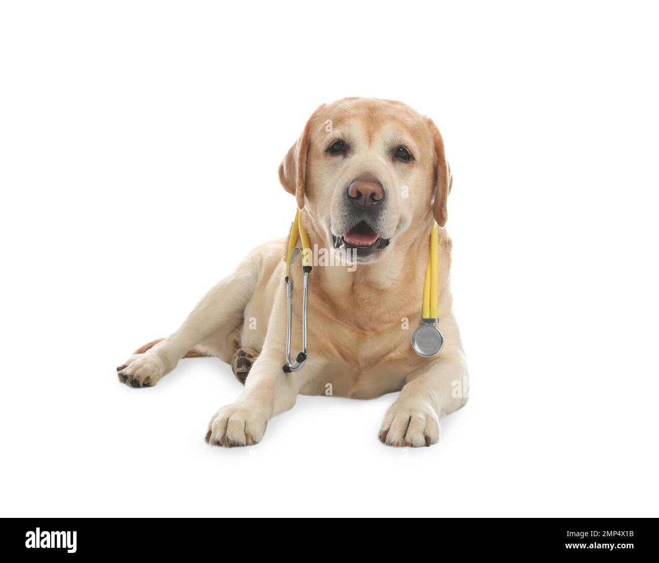 Cute Labrador dog with stethoscope as veterinarian on white background ...
