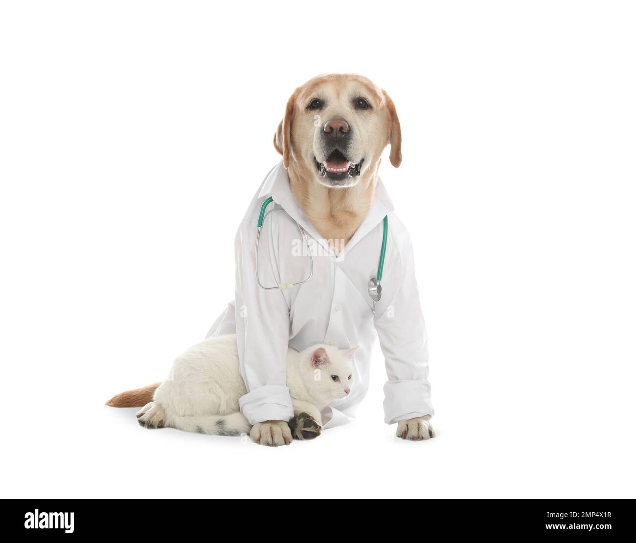 Cute Labrador dog in uniform with stethoscope as veterinarian and cat ...
