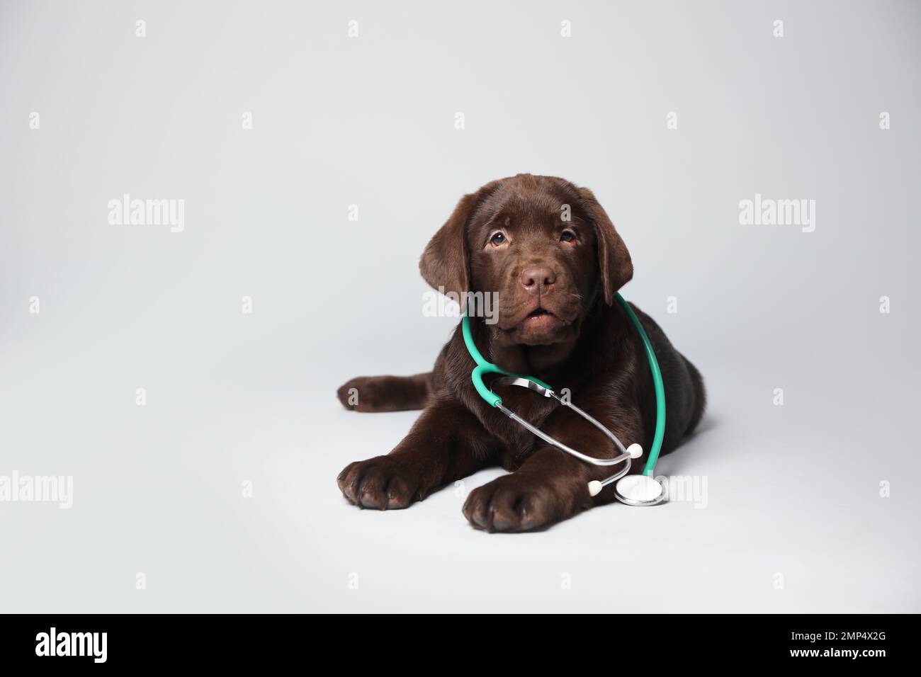 Cute Labrador dog with stethoscope as veterinarian on white background ...