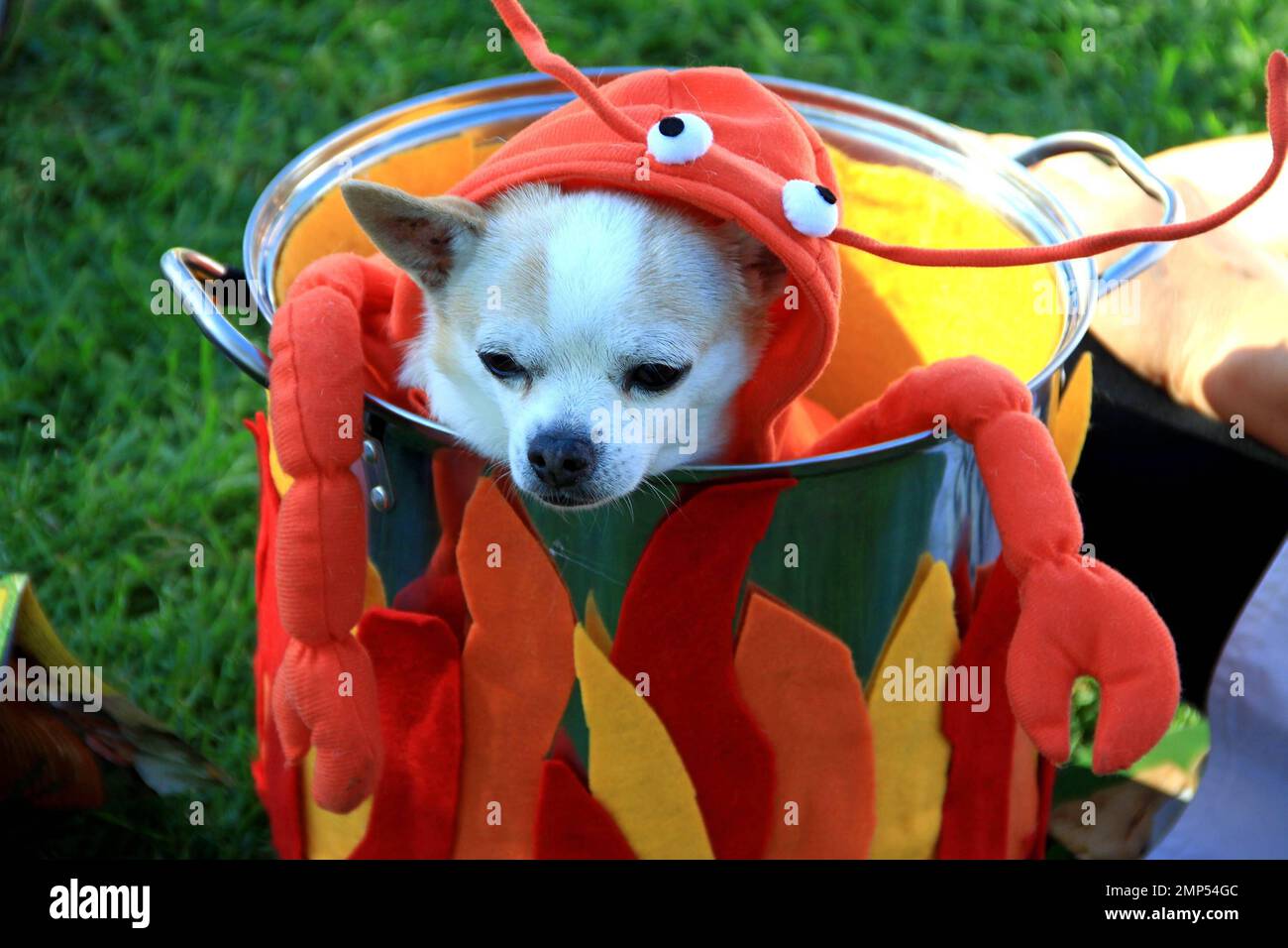 The 12th annual HAUTE DOG HOWL'OWEEN PARADE and human/dog costume ...