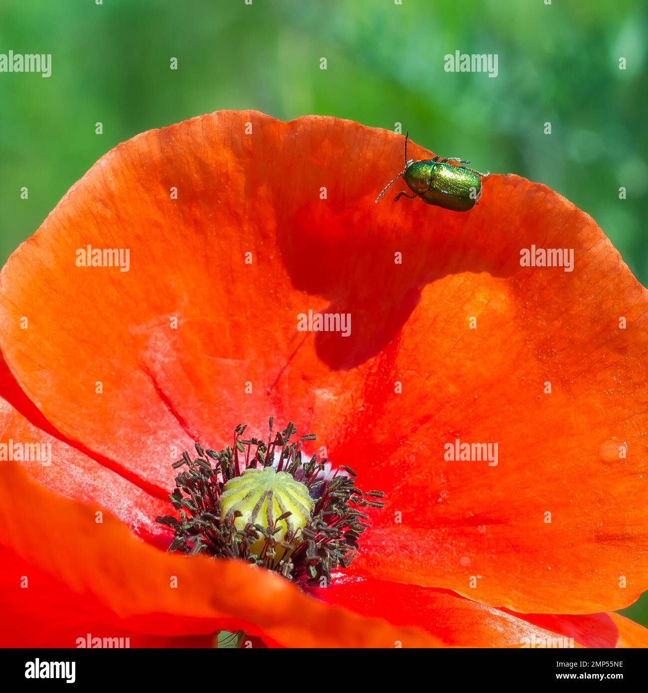 beetle on a poppy flower. The wild nature. Insects Stock Photo - Alamy
