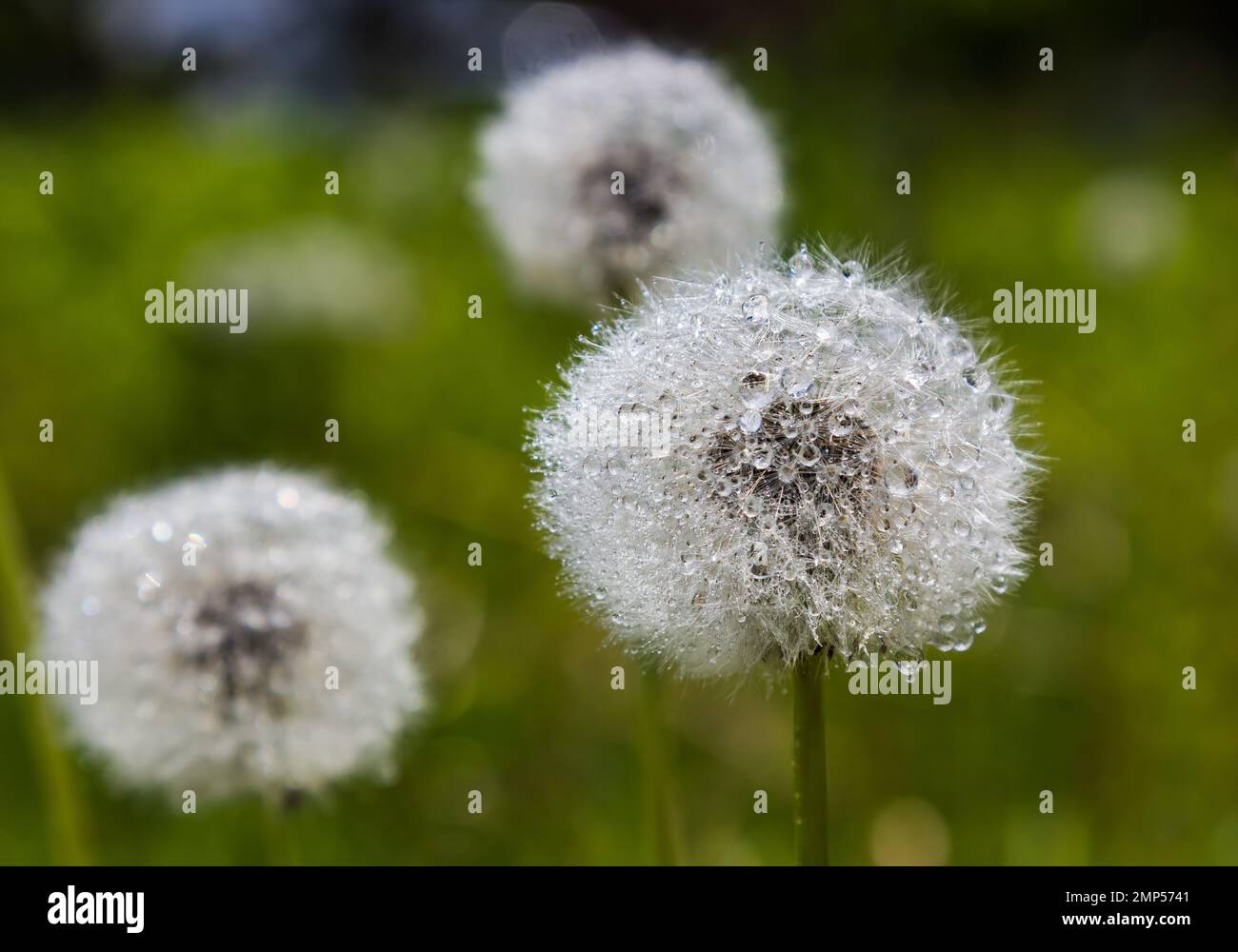 Dandelion seeds in sun hi-res stock photography and images - Alamy