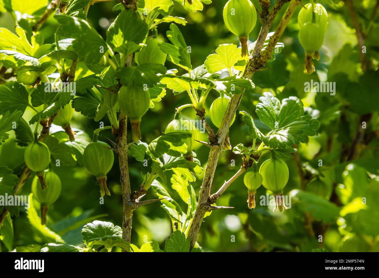 Gooseberry farming hi-res stock photography and images - Alamy