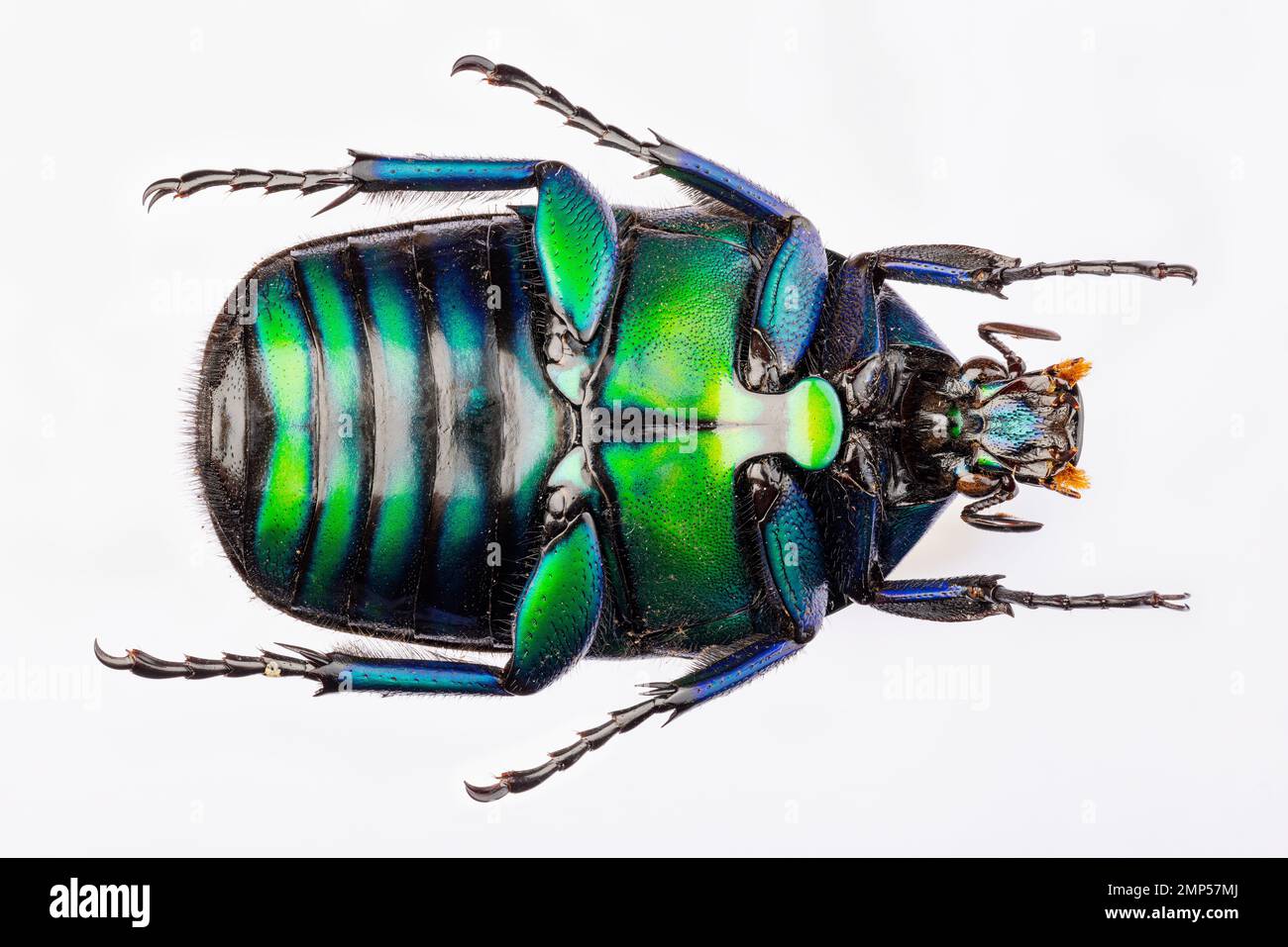Torynorrhina flammea, Flower Beetle, Scarab Beetle Stock Photo - Alamy