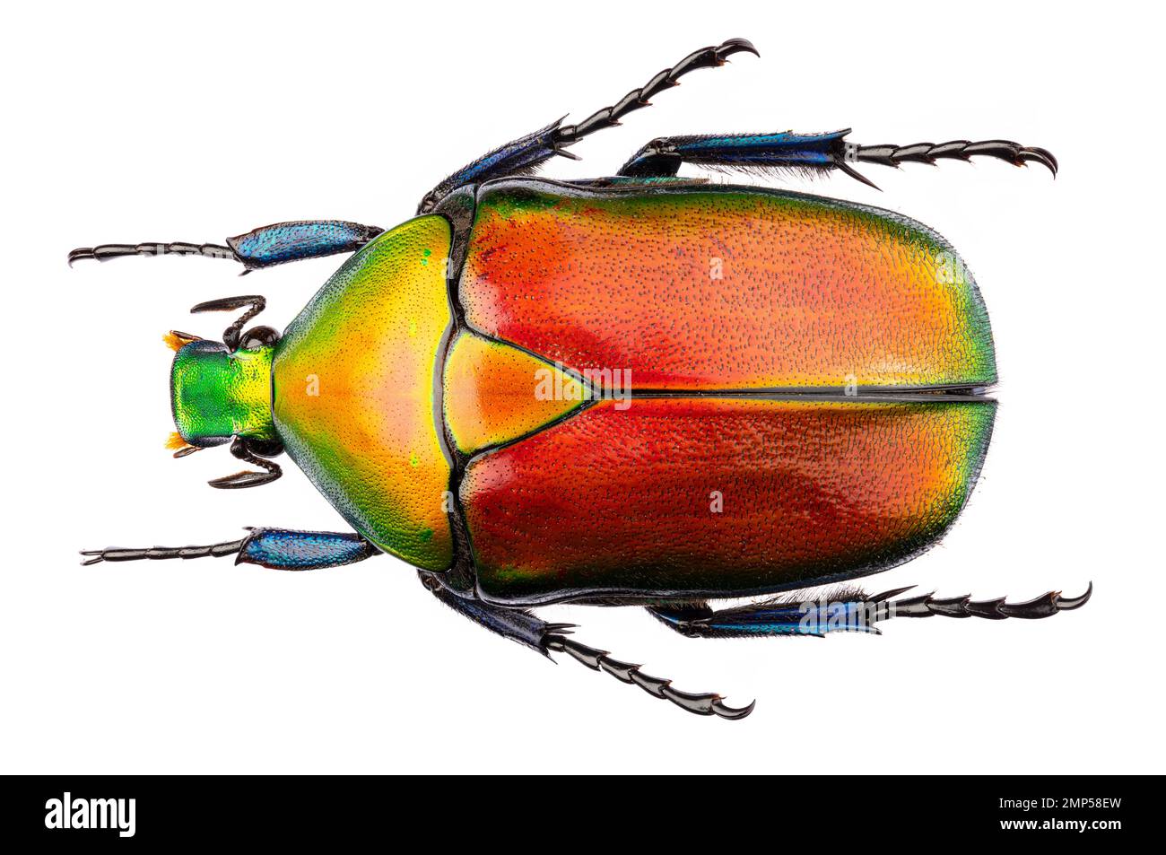 Torynorrhina flammea, Flower Beetle, Scarab Beetle Stock Photo - Alamy