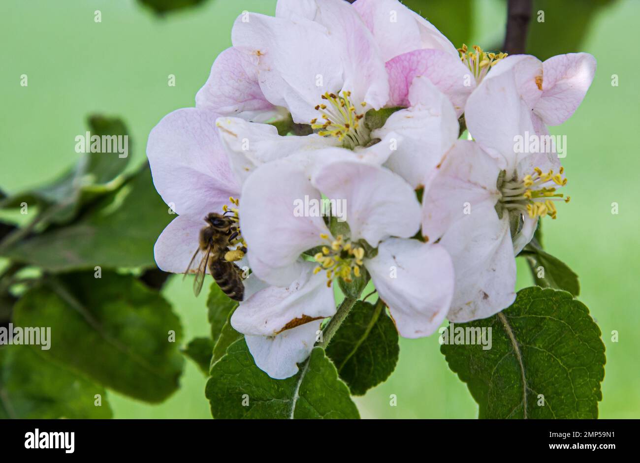 apple tree blooms in the garden. bees collect nectar and pollen Stock ...
