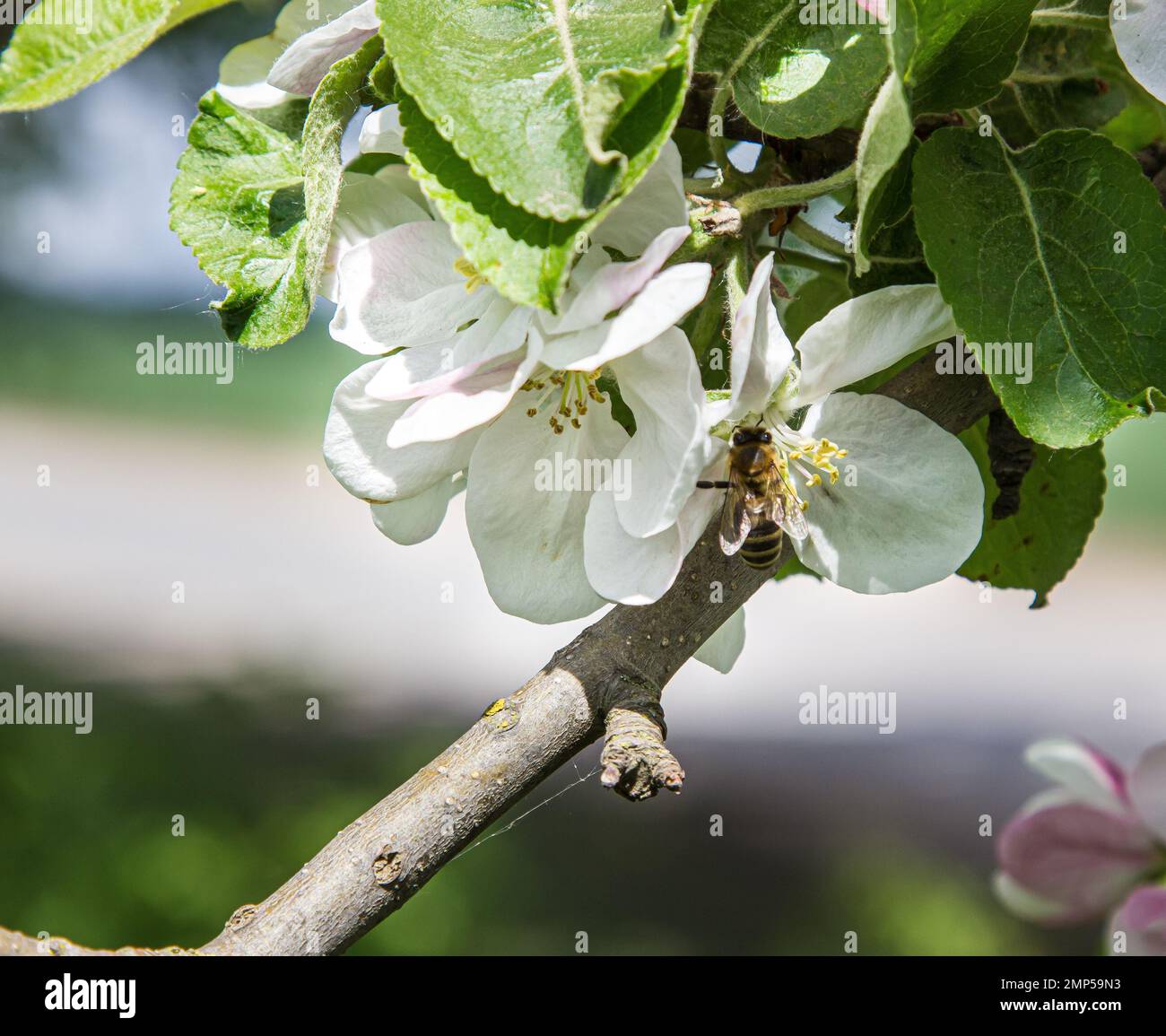 apple tree blooms in the garden. bees collect nectar and pollen Stock ...