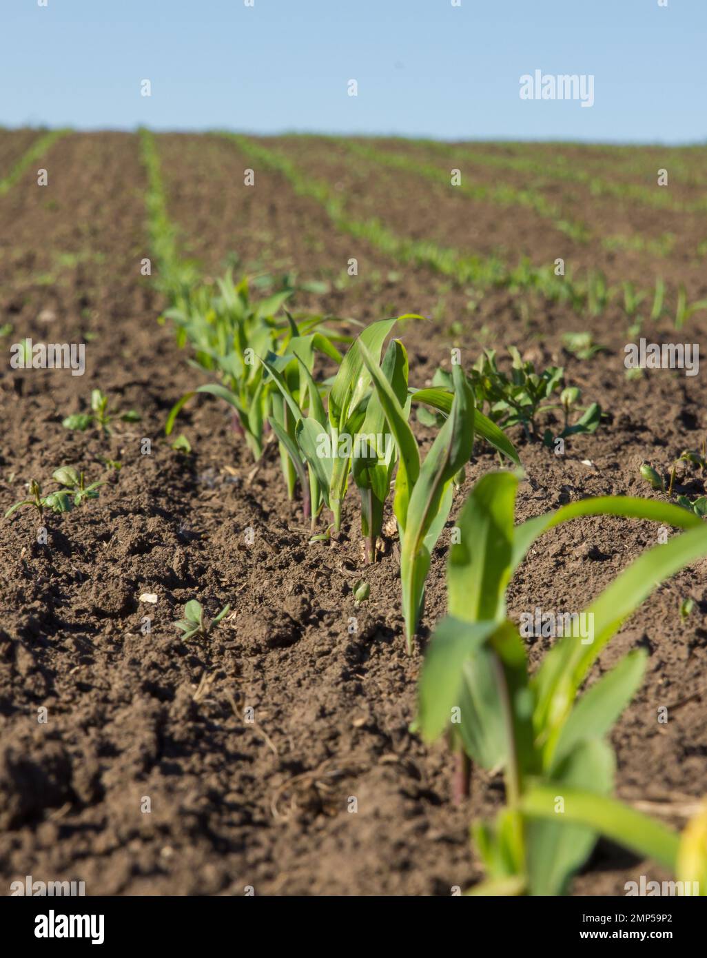 field with corn in spring. Parposts of plants began to grow in a ...